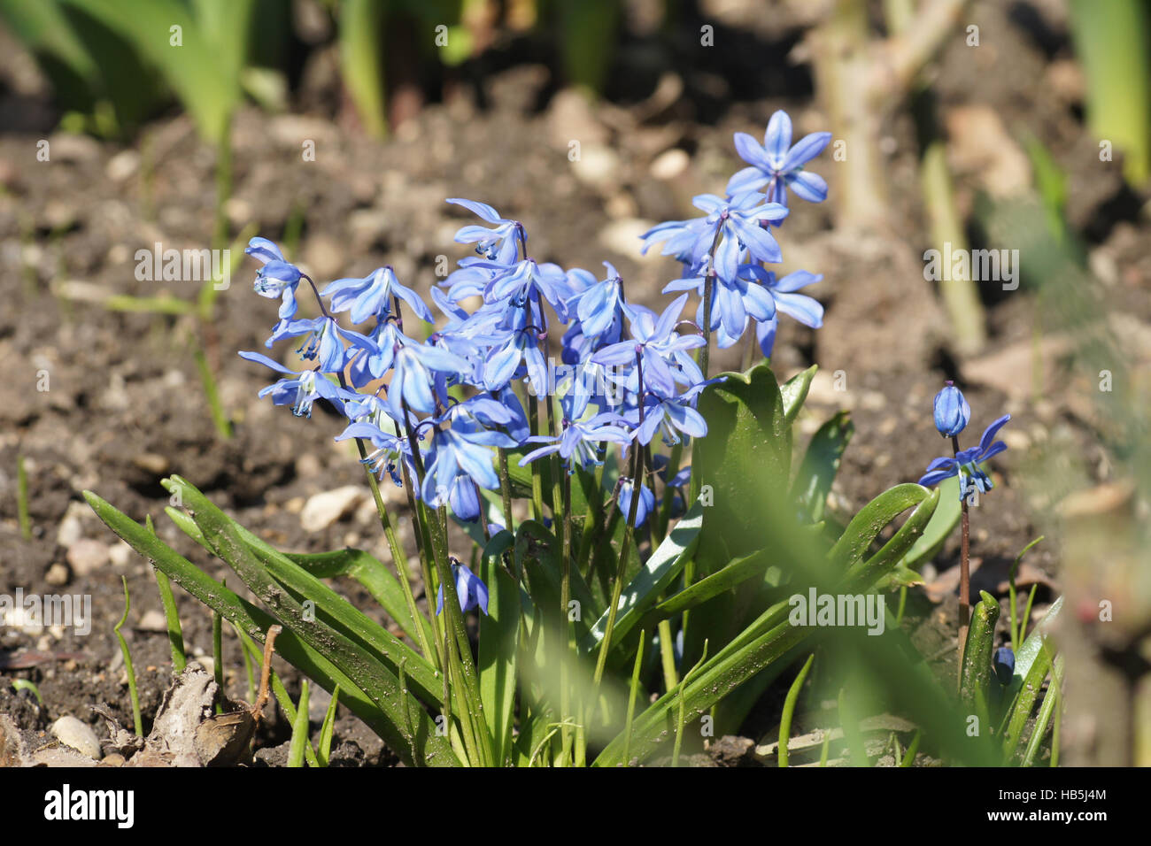Scilla sibirica, Siberian squill Stock Photo - Alamy