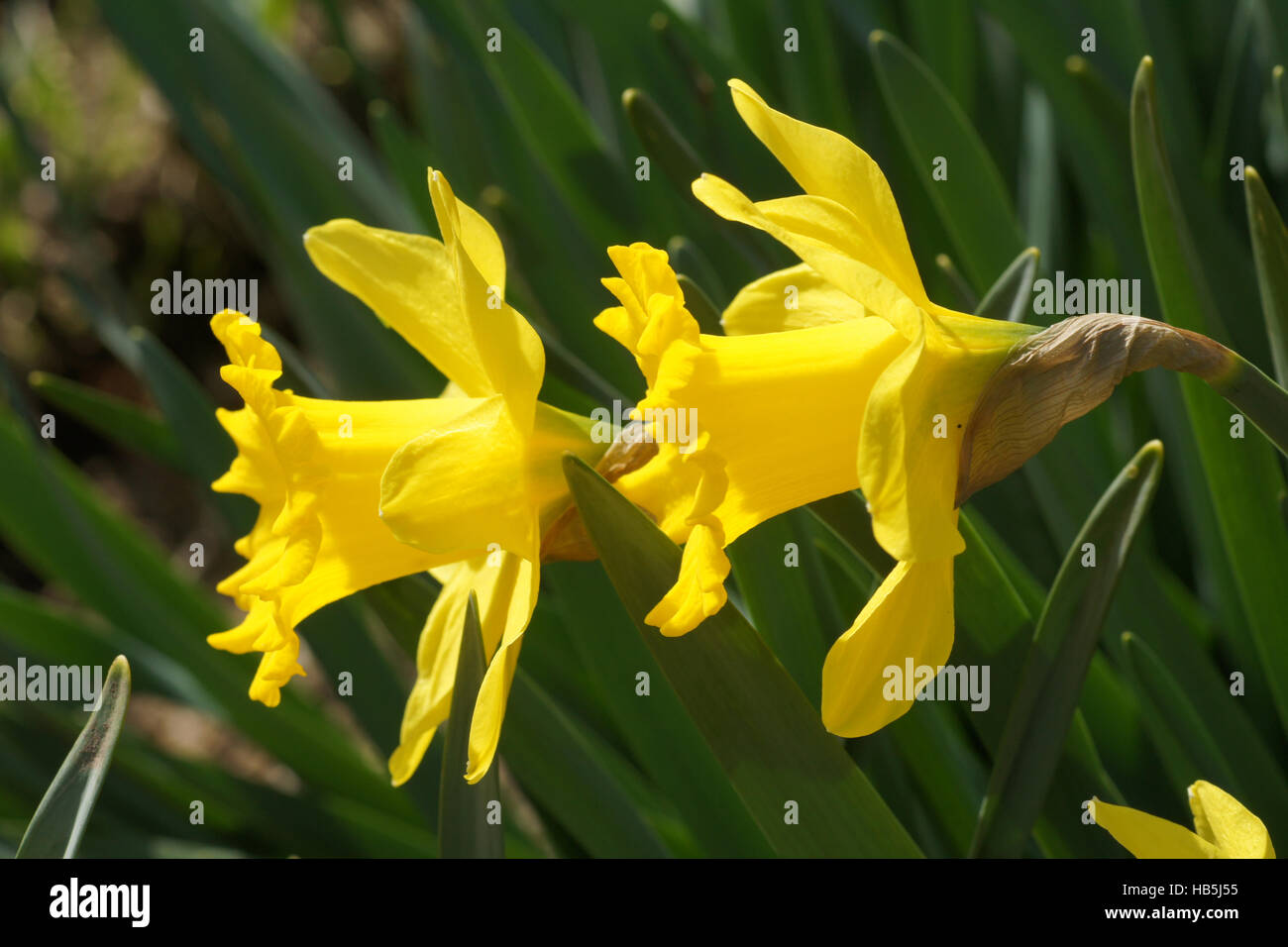 Narcissus pseudonarcissus, Daffodil Stock Photo - Alamy