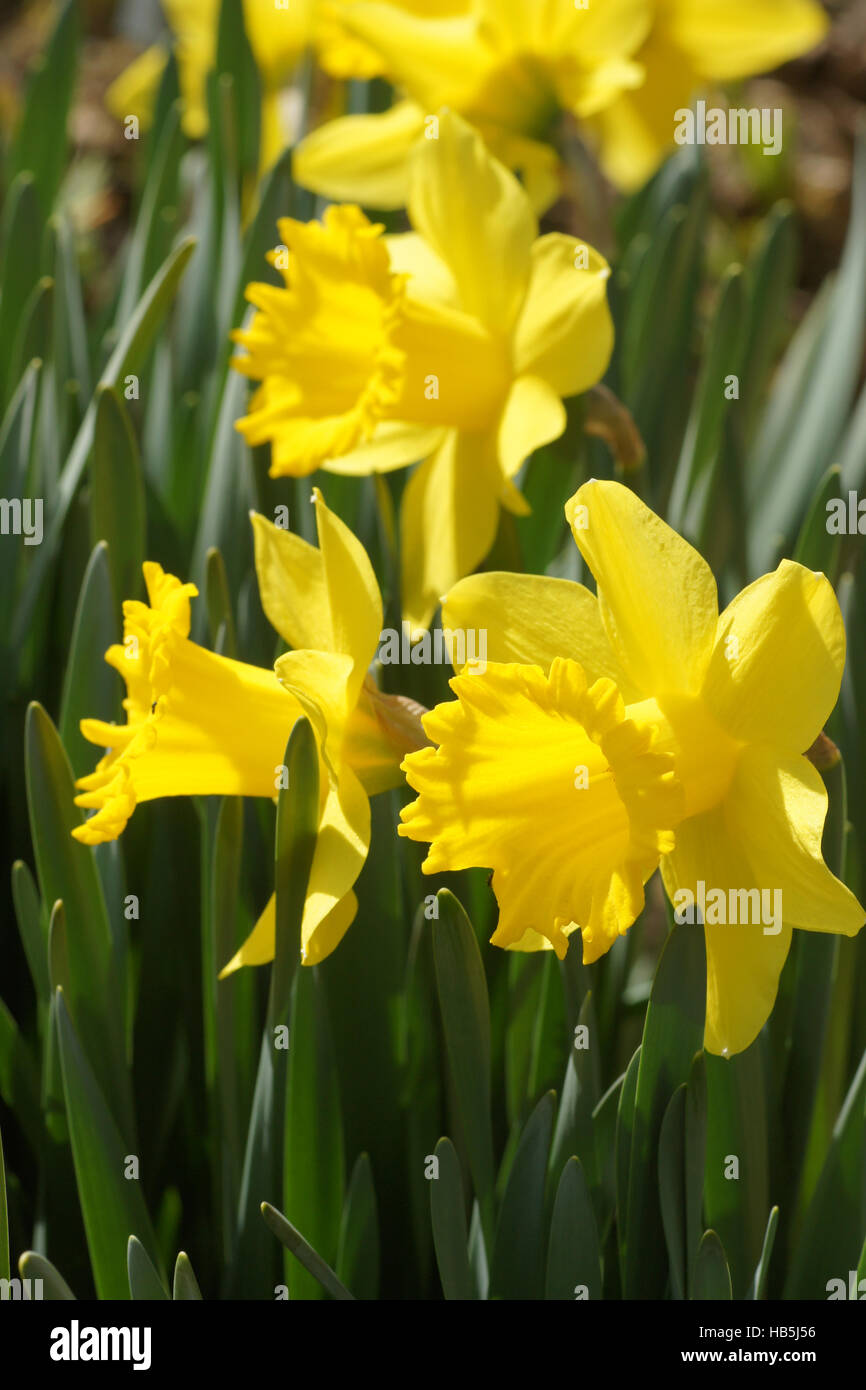 Narcissus pseudonarcissus, Daffodil Stock Photo - Alamy