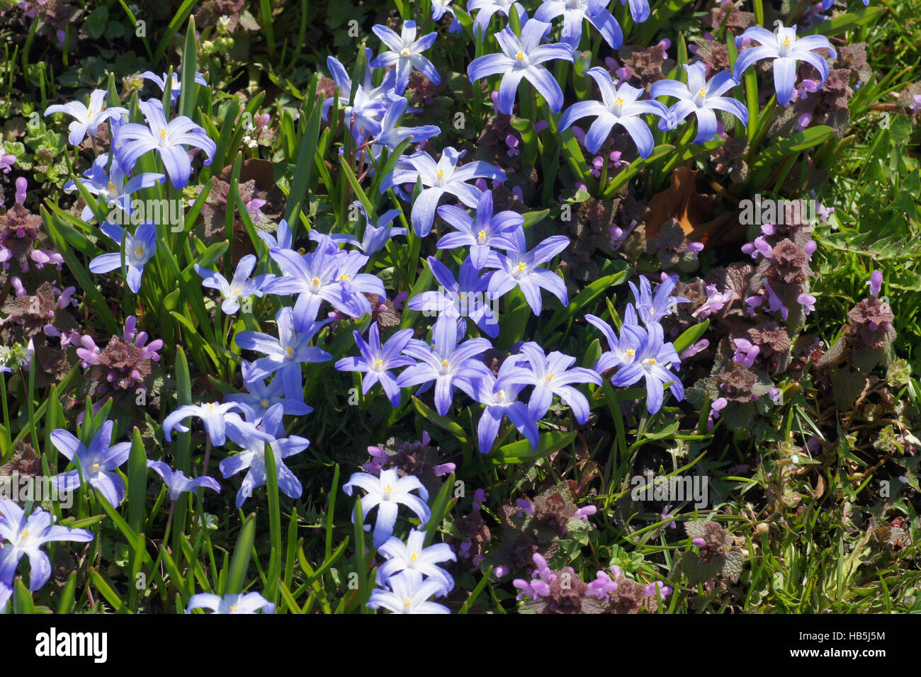 Scilla bifolia, Alpine squill Stock Photo - Alamy
