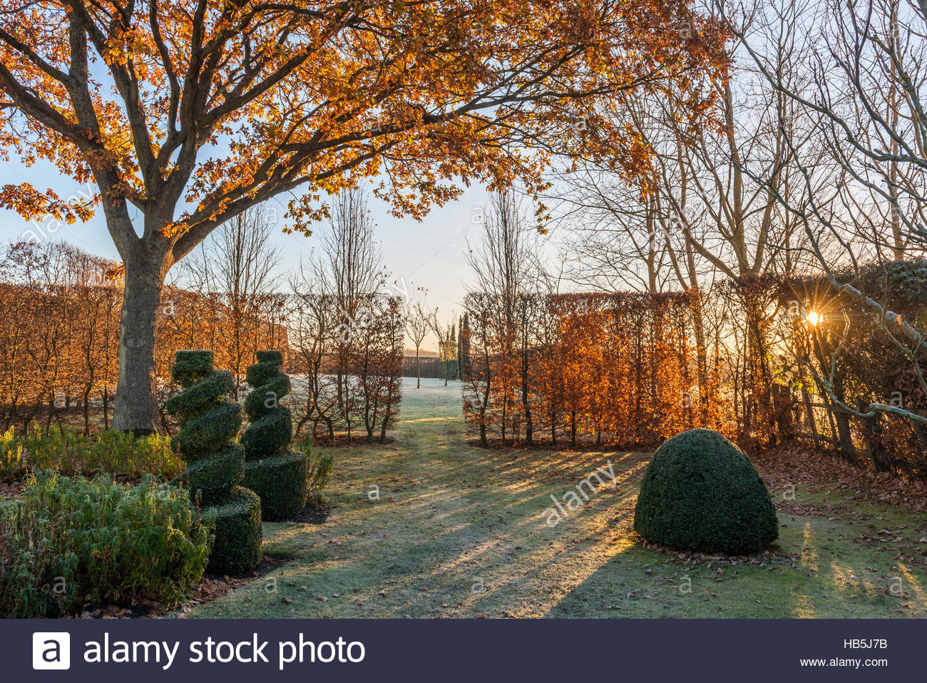 Beech Hedge Trees Stock Photos & Beech Hedge Trees Stock Images - Alamy