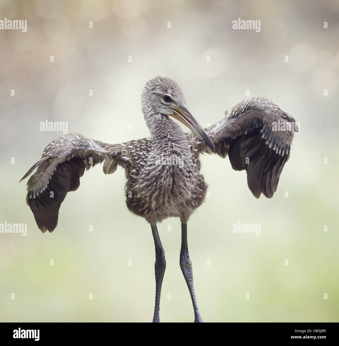Young Limpkin Bird Stock Photo - Alamy