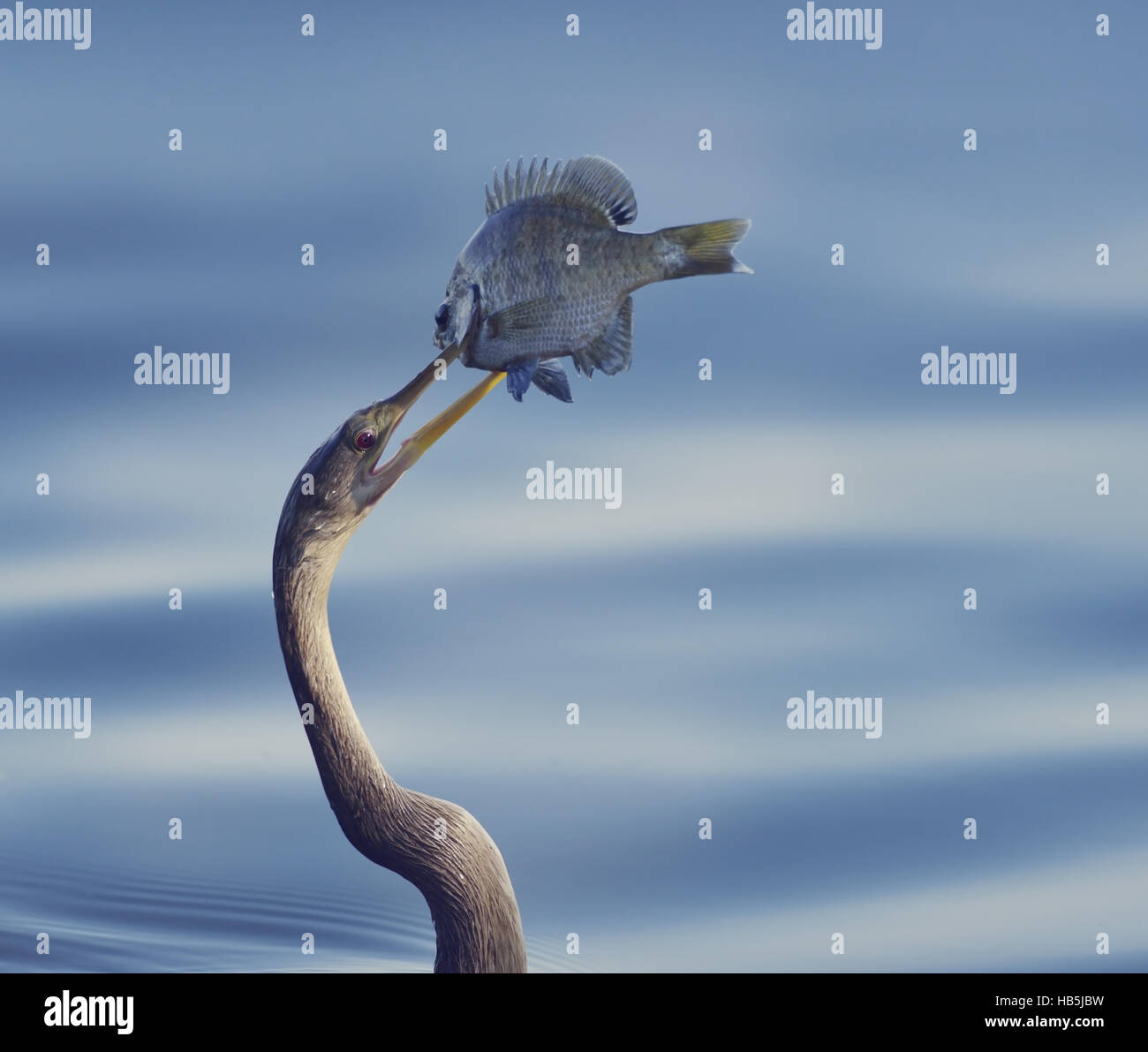 Anhinga With a Fish Stock Photo - Alamy