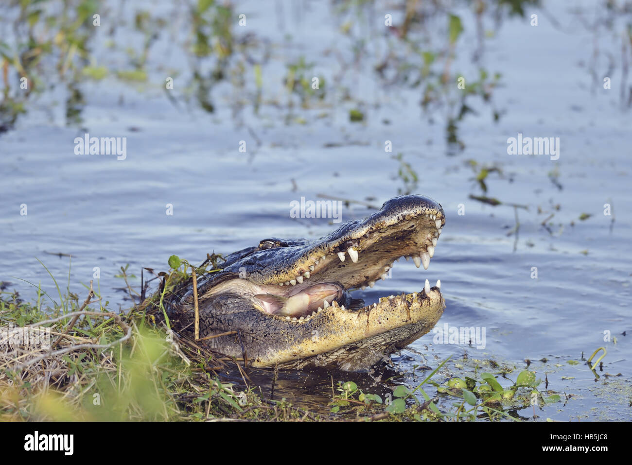 Alligator eating fish hi-res stock photography and images - Alamy