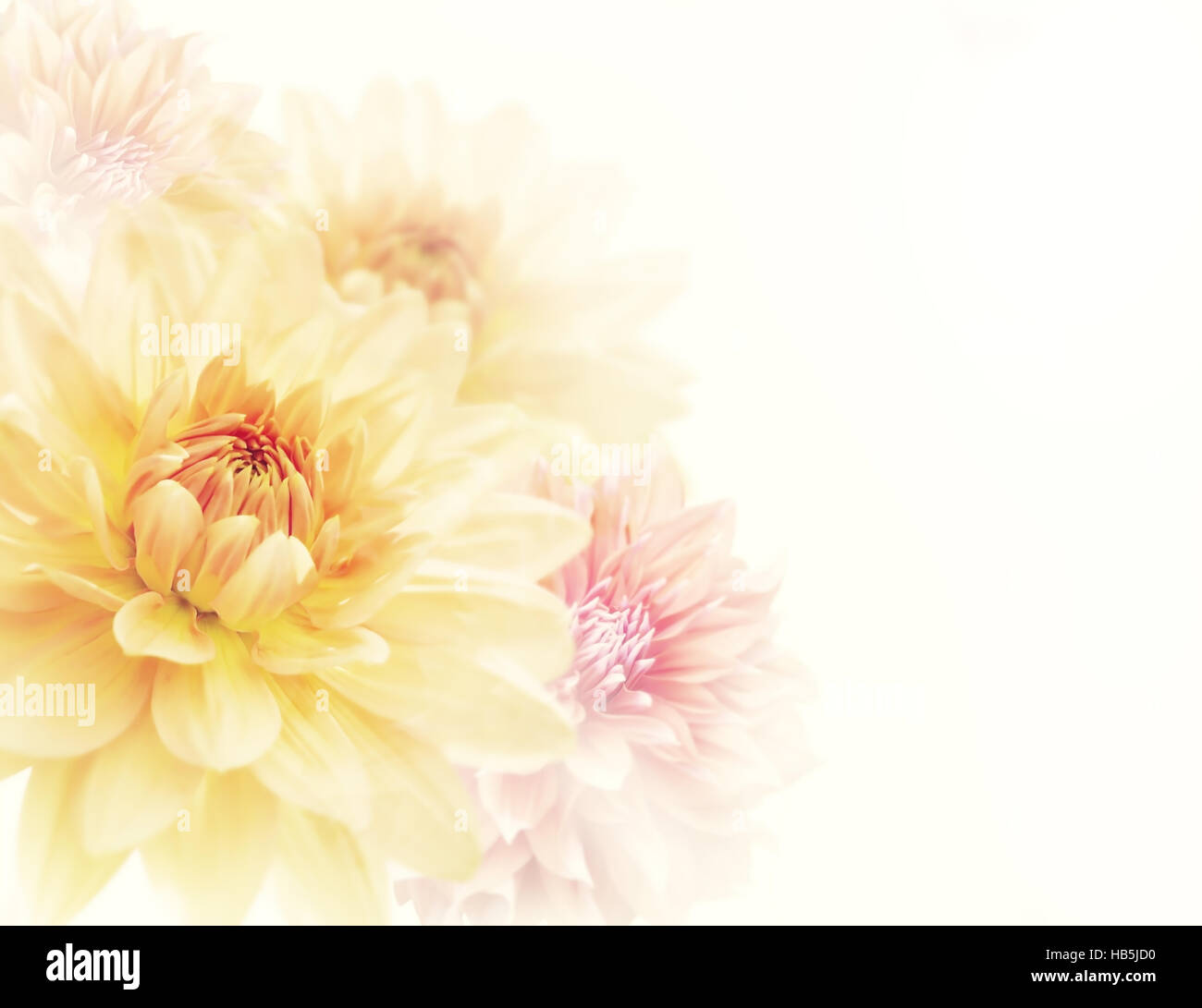 Dahlia Flowers Background Stock Photo - Alamy