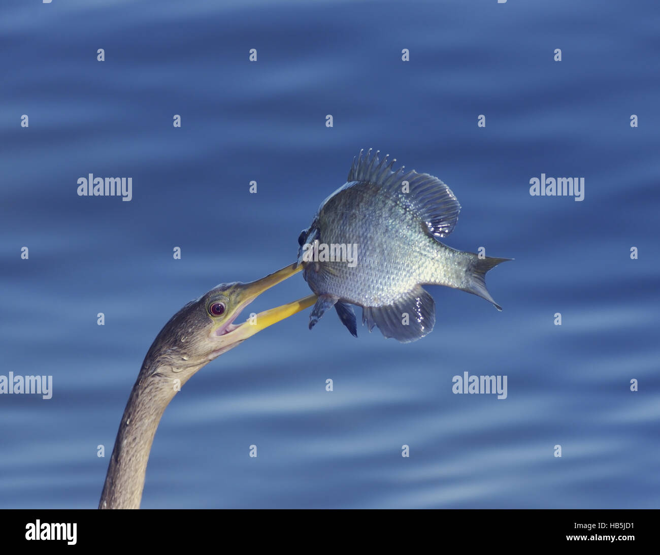 Anhinga With a Fish Stock Photo - Alamy