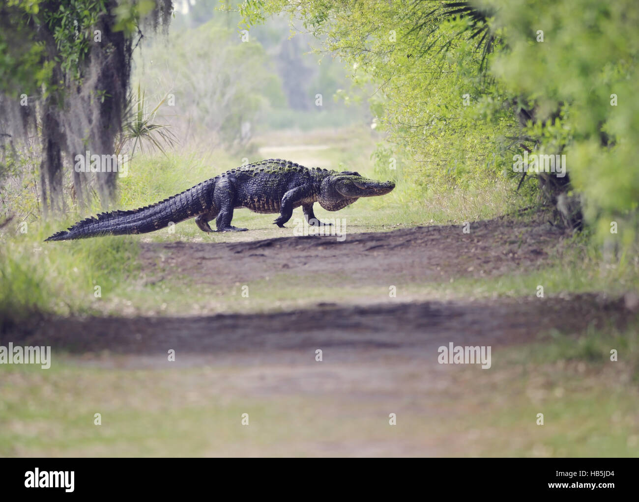 Alligator trail hi-res stock photography and images - Alamy