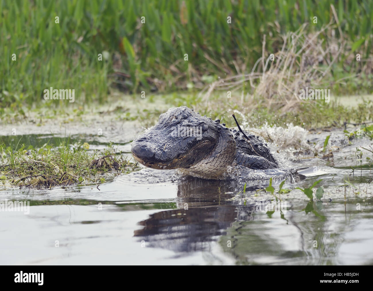 Wild Florida Alligator Stock Photo - Alamy