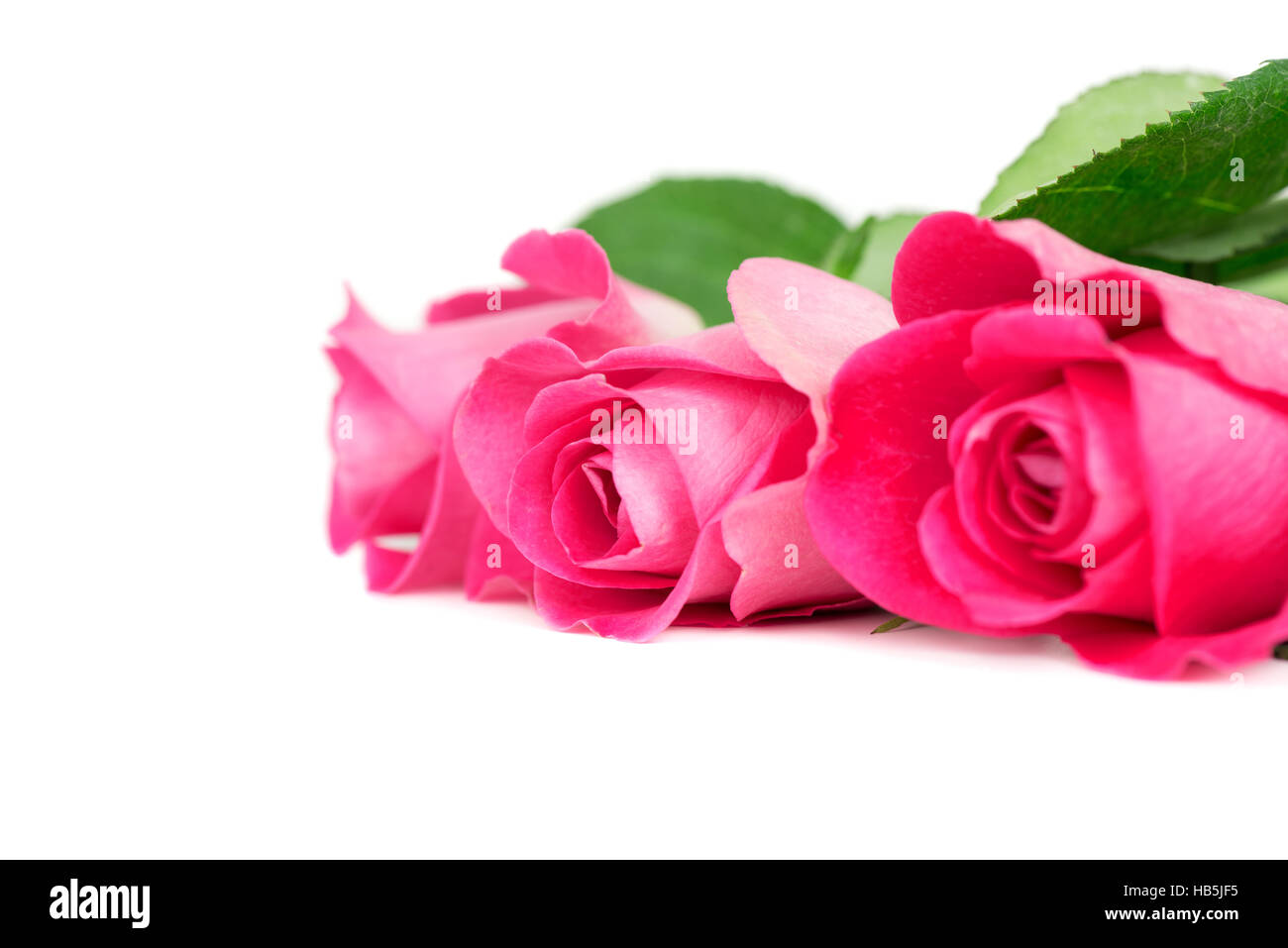Pink roses isolated on white Stock Photo - Alamy