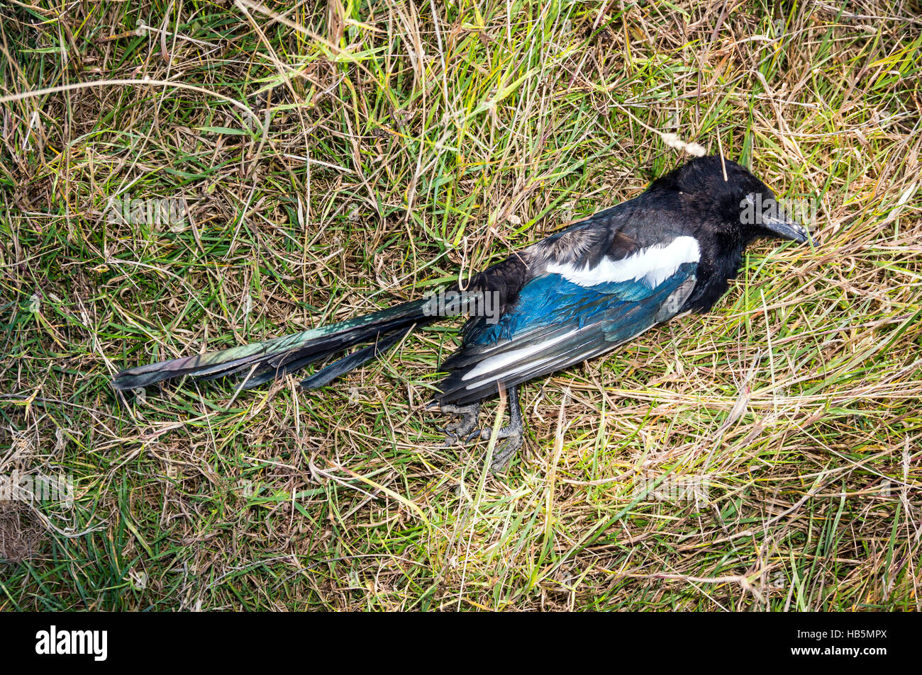 Body dead hi-res stock photography and images - Alamy