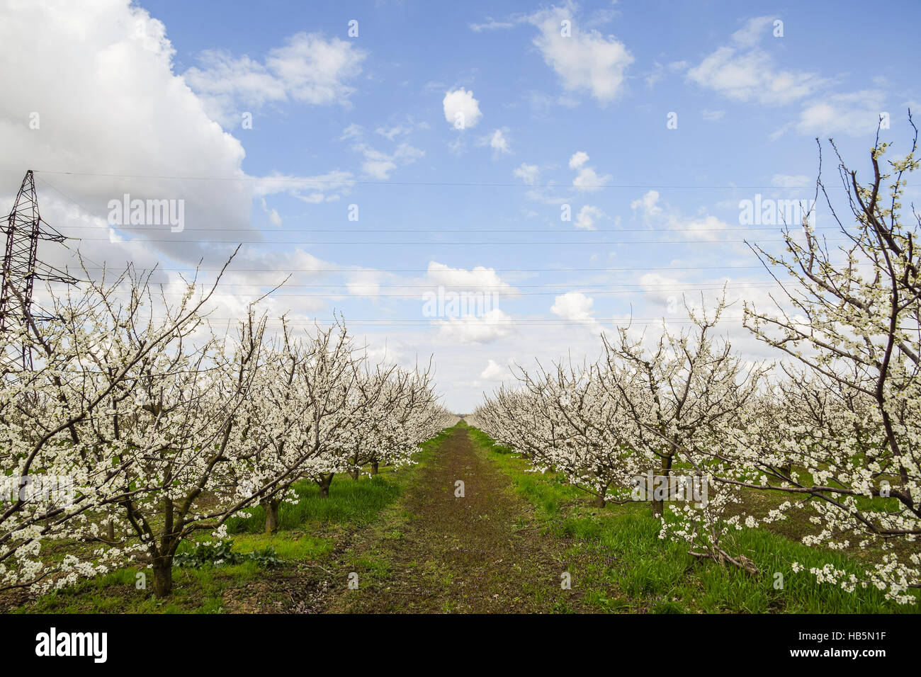 Flowering plum garden Stock Photo - Alamy