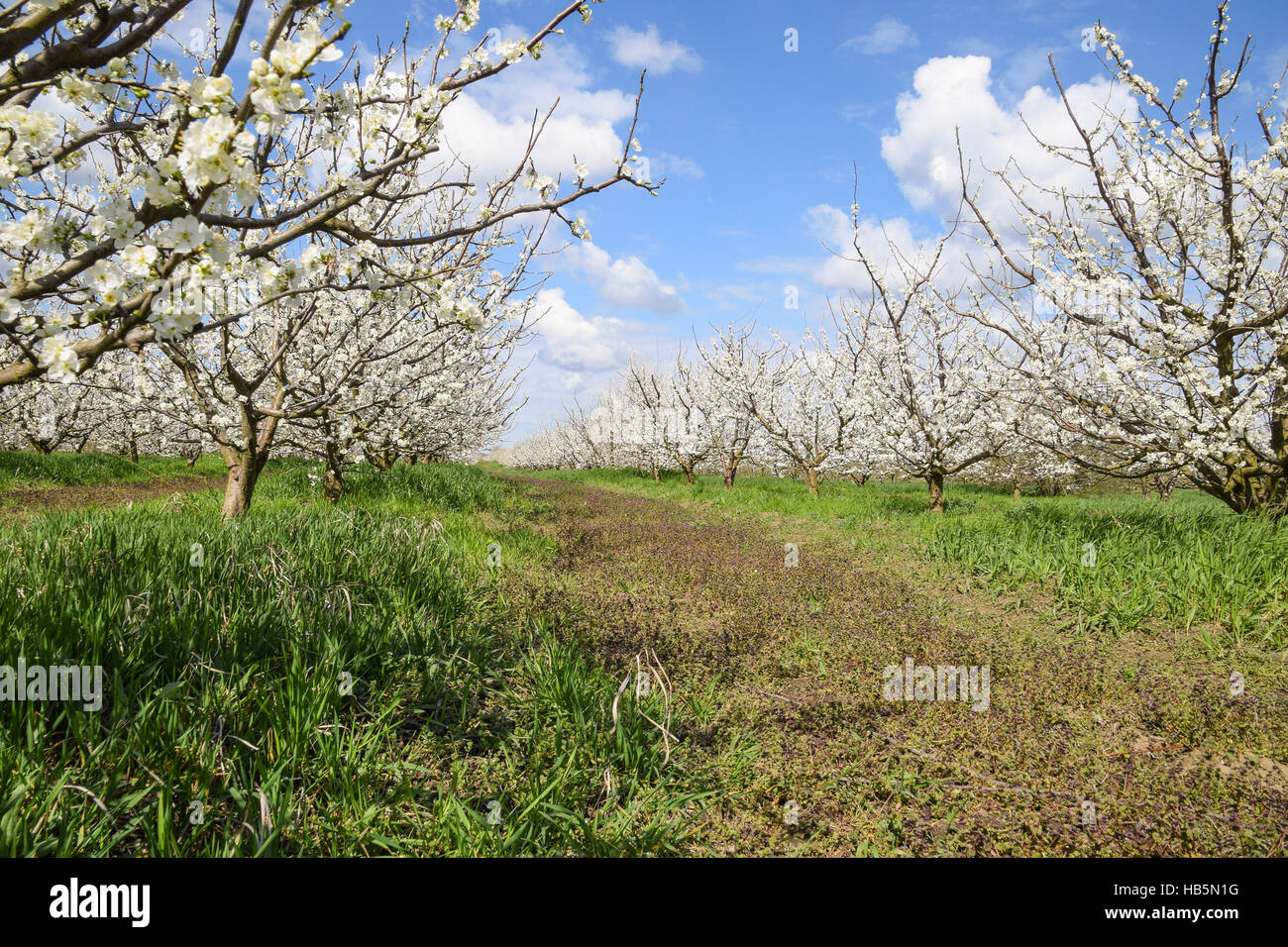 Flowering plum garden Stock Photo - Alamy