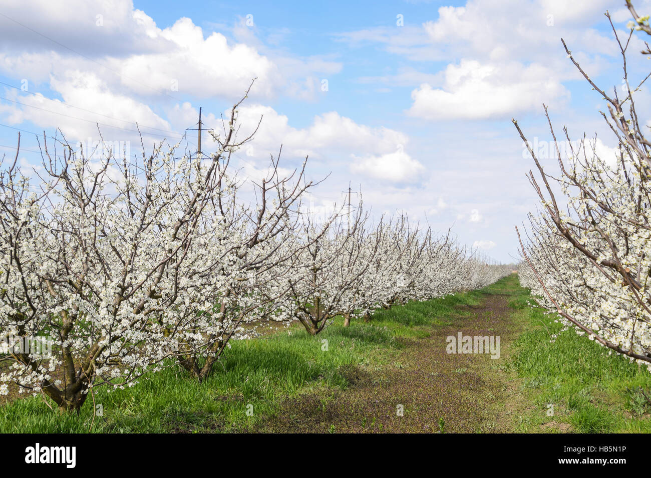 Flowering plum garden Stock Photo - Alamy