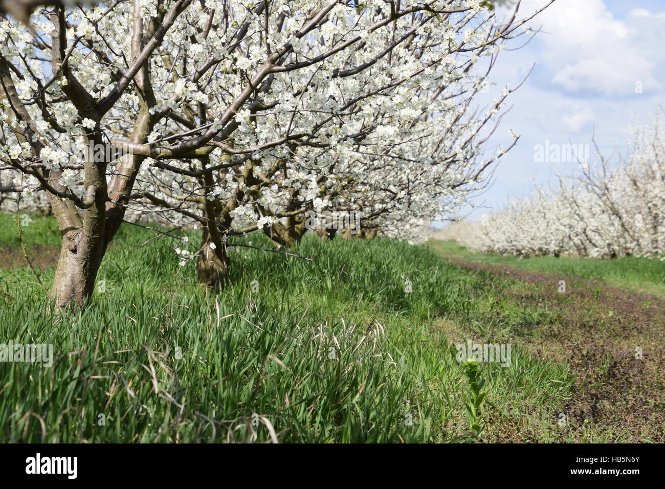 Flowering plum garden Stock Photo - Alamy
