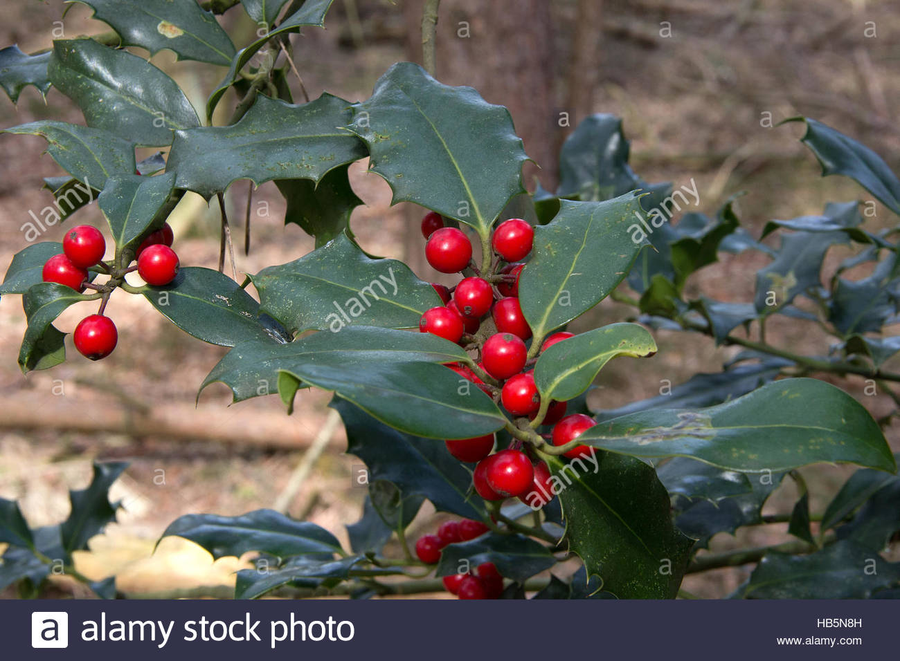 Holly Branch Stock Photos & Holly Branch Stock Images - Alamy