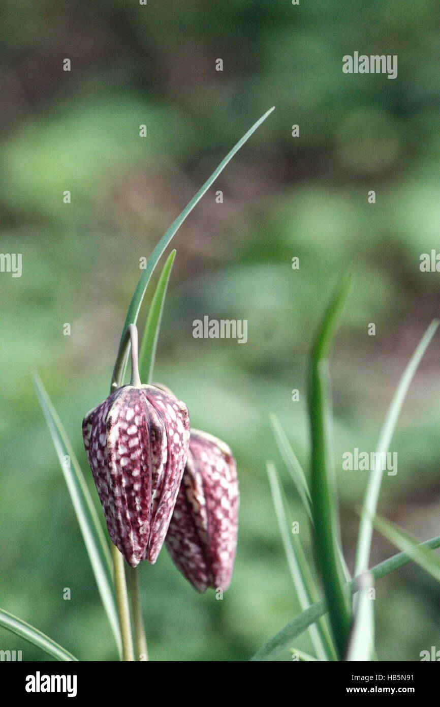 growing checkerboard flower bud Stock Photo - Alamy