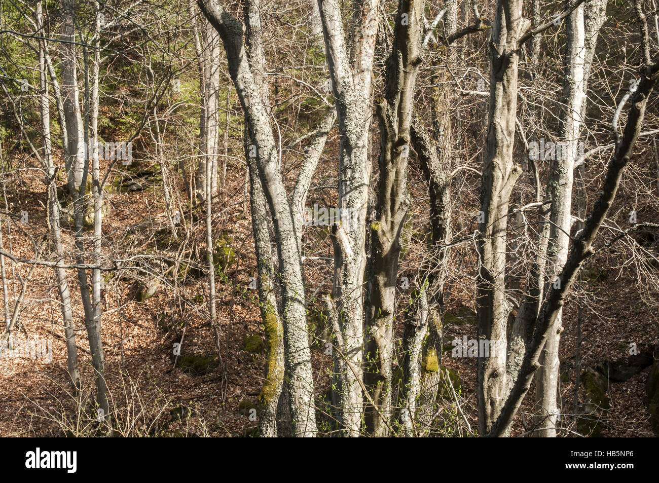 Trees in early spring forest Stock Photo - Alamy