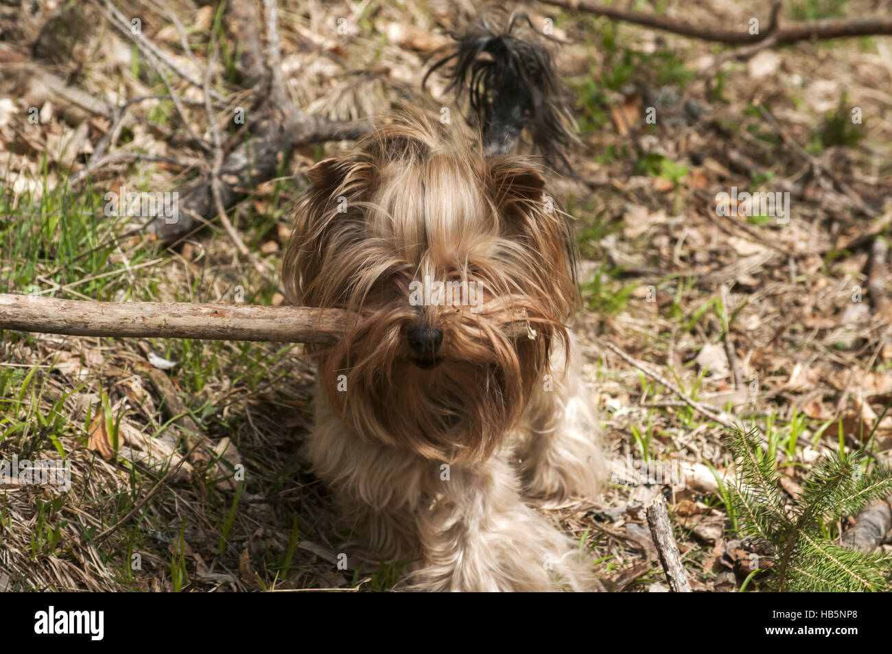 Yorkshire terrier play hi-res stock photography and images - Alamy
