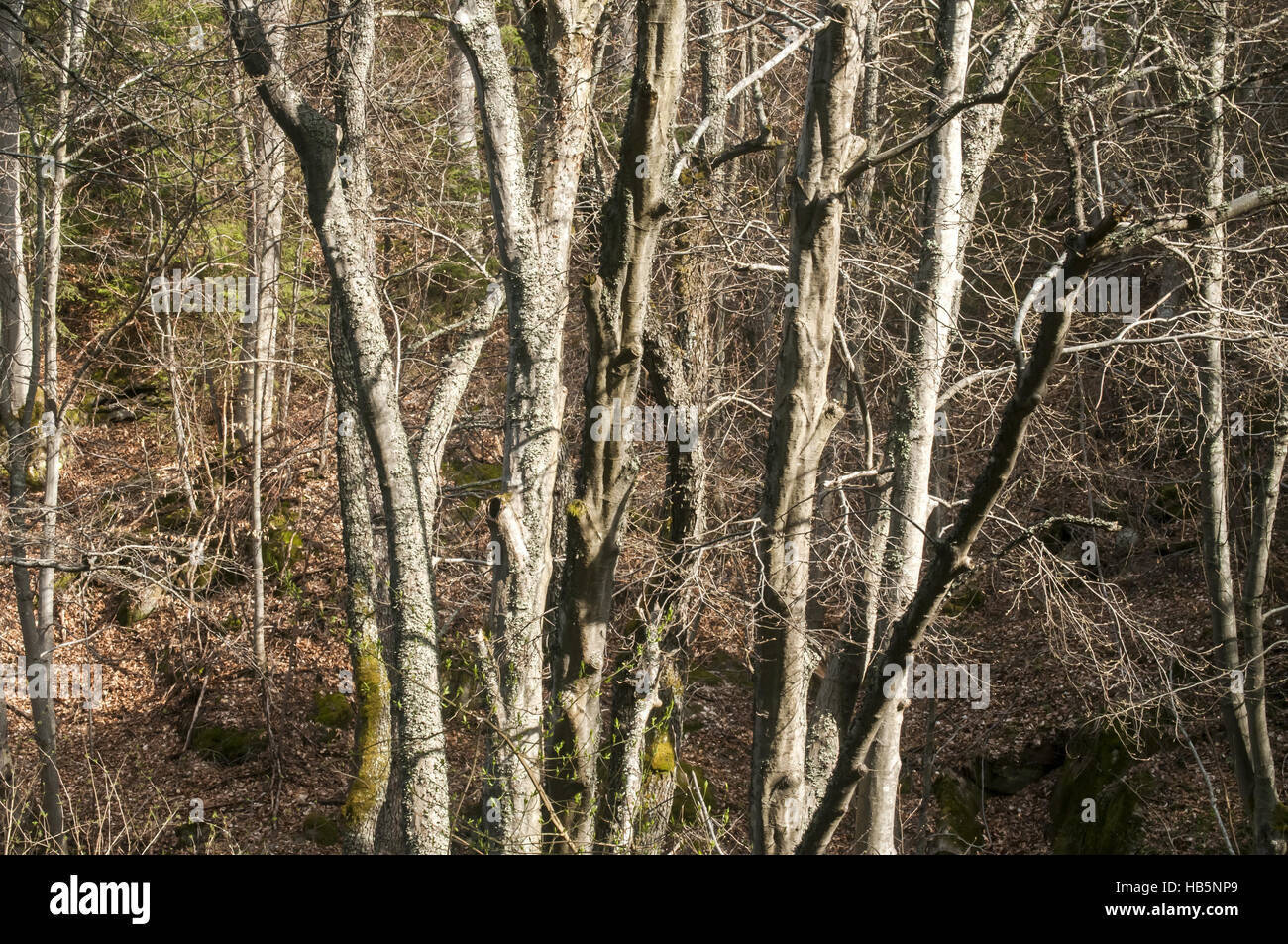 Trees in early spring forest Stock Photo - Alamy