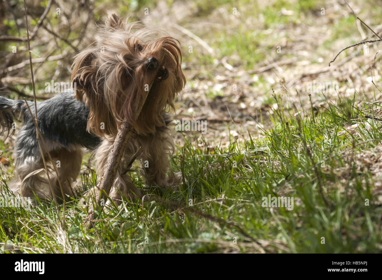 Yorkshire terrier playing Stock Photo - Alamy