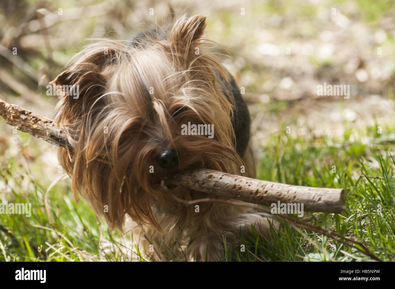 Yorkshire terrier playing Stock Photo - Alamy