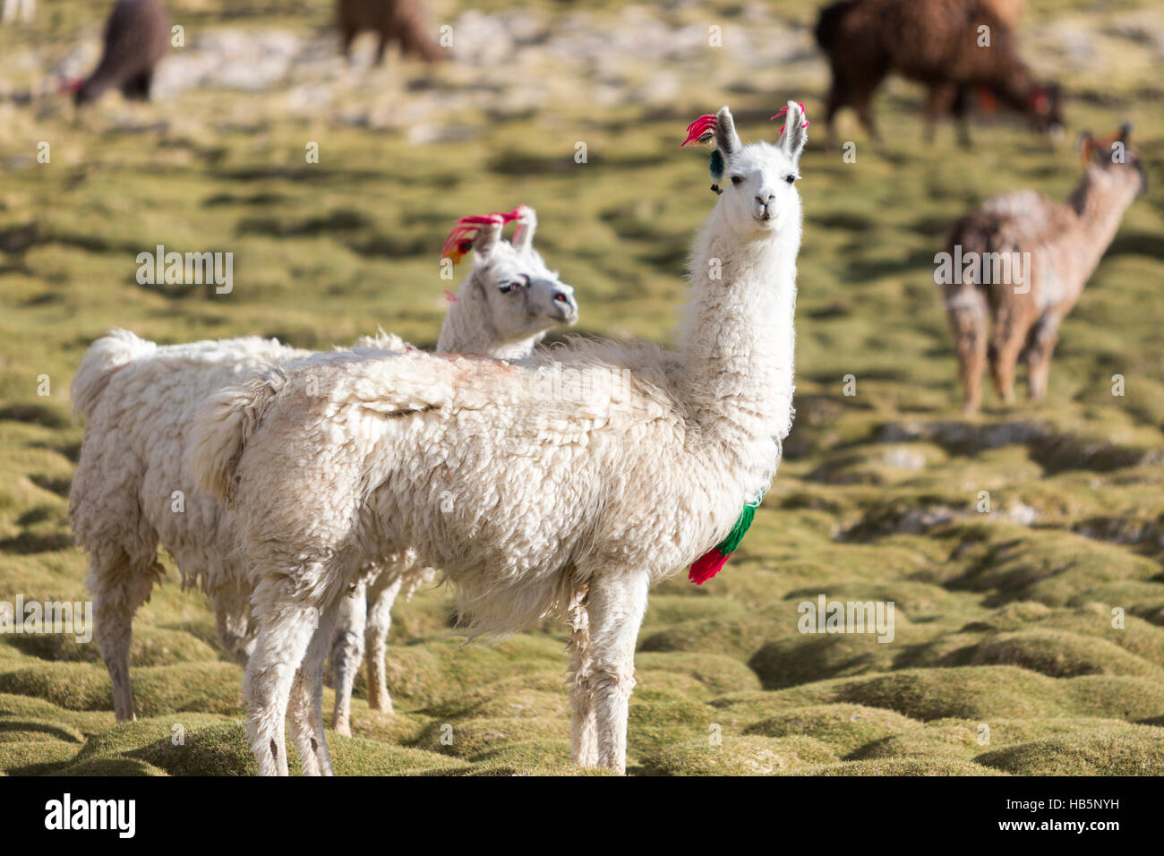 Portrait of beautiful Llamas, Bolivia Stock Photo - Alamy