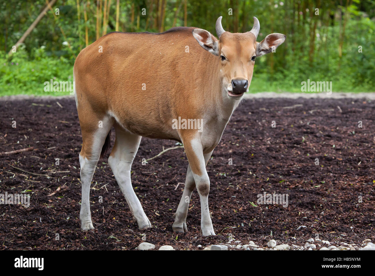 Javan banteng (Bos javanicus), also known as the tembadau Stock Photo ...