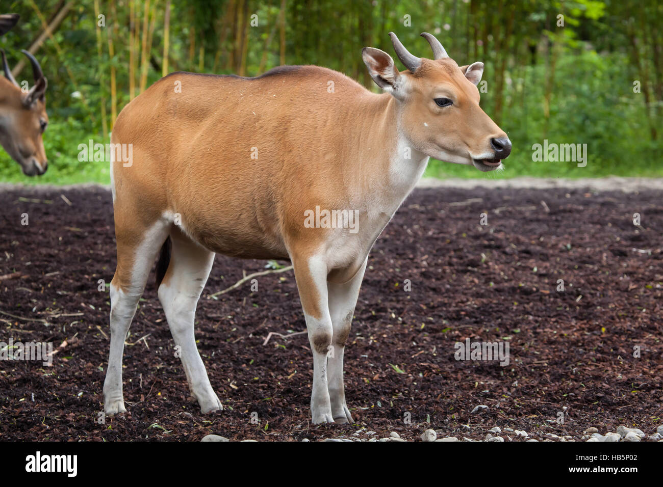 Javan banteng (Bos javanicus), also known as the tembadau Stock Photo ...