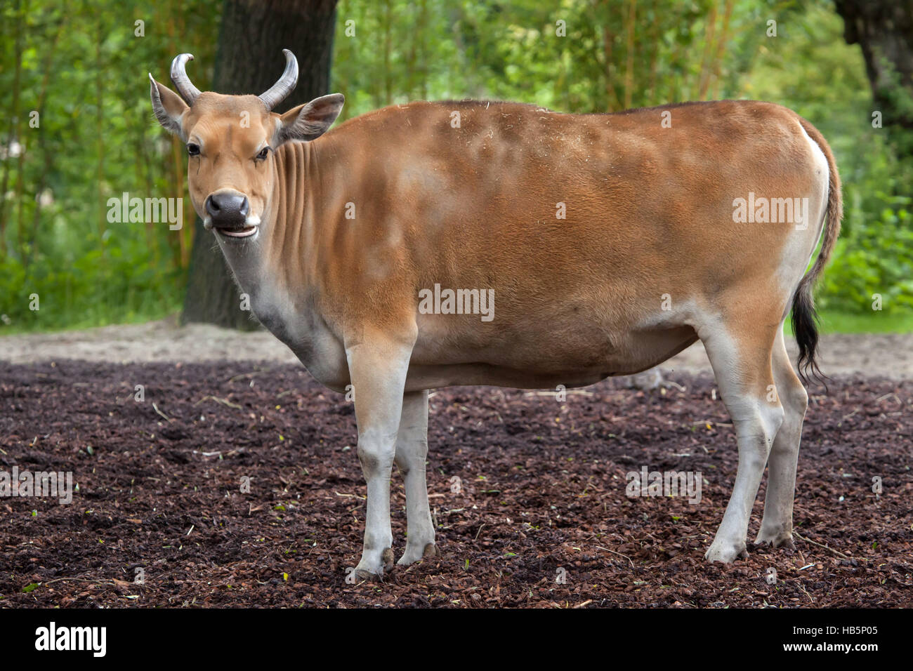Javan banteng (Bos javanicus), also known as the tembadau Stock Photo ...