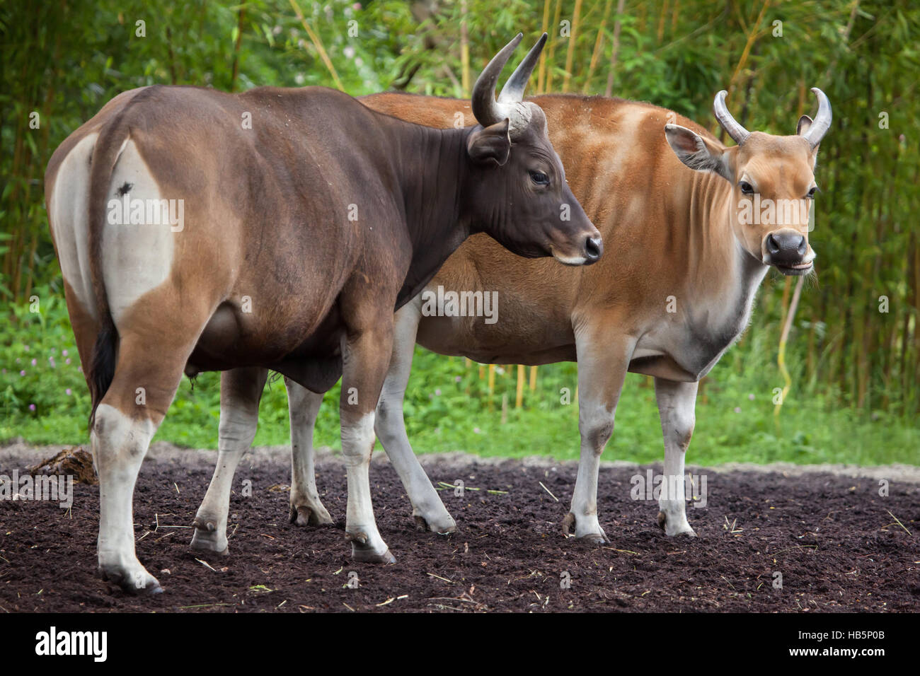Javan banteng (Bos javanicus), also known as the tembadau Stock Photo ...