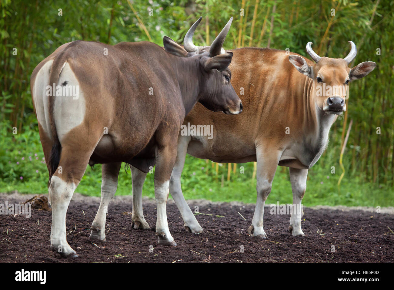 Bos javanicus known banteng hi-res stock photography and images - Alamy