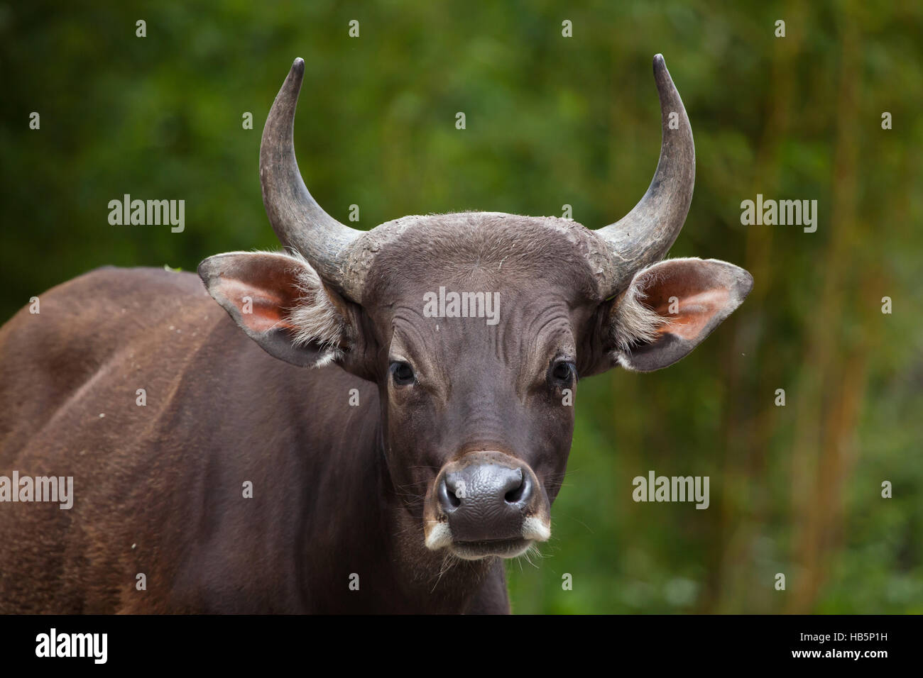 Javan banteng (Bos javanicus), also known as the tembadau Stock Photo ...