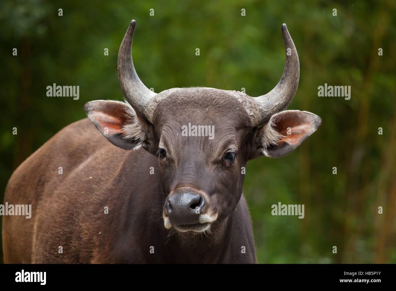 Javan banteng (Bos javanicus), also known as the tembadau Stock Photo ...