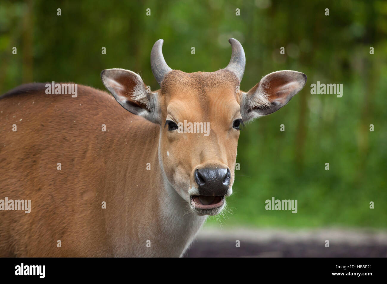 Javan banteng (Bos javanicus), also known as the tembadau Stock Photo ...