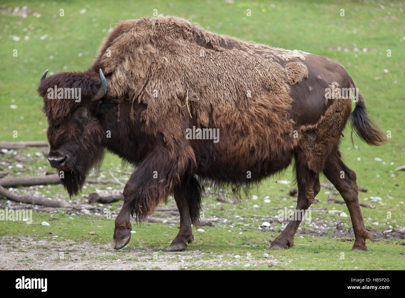 Wood bison bison bison athabascae hi-res stock photography and images ...