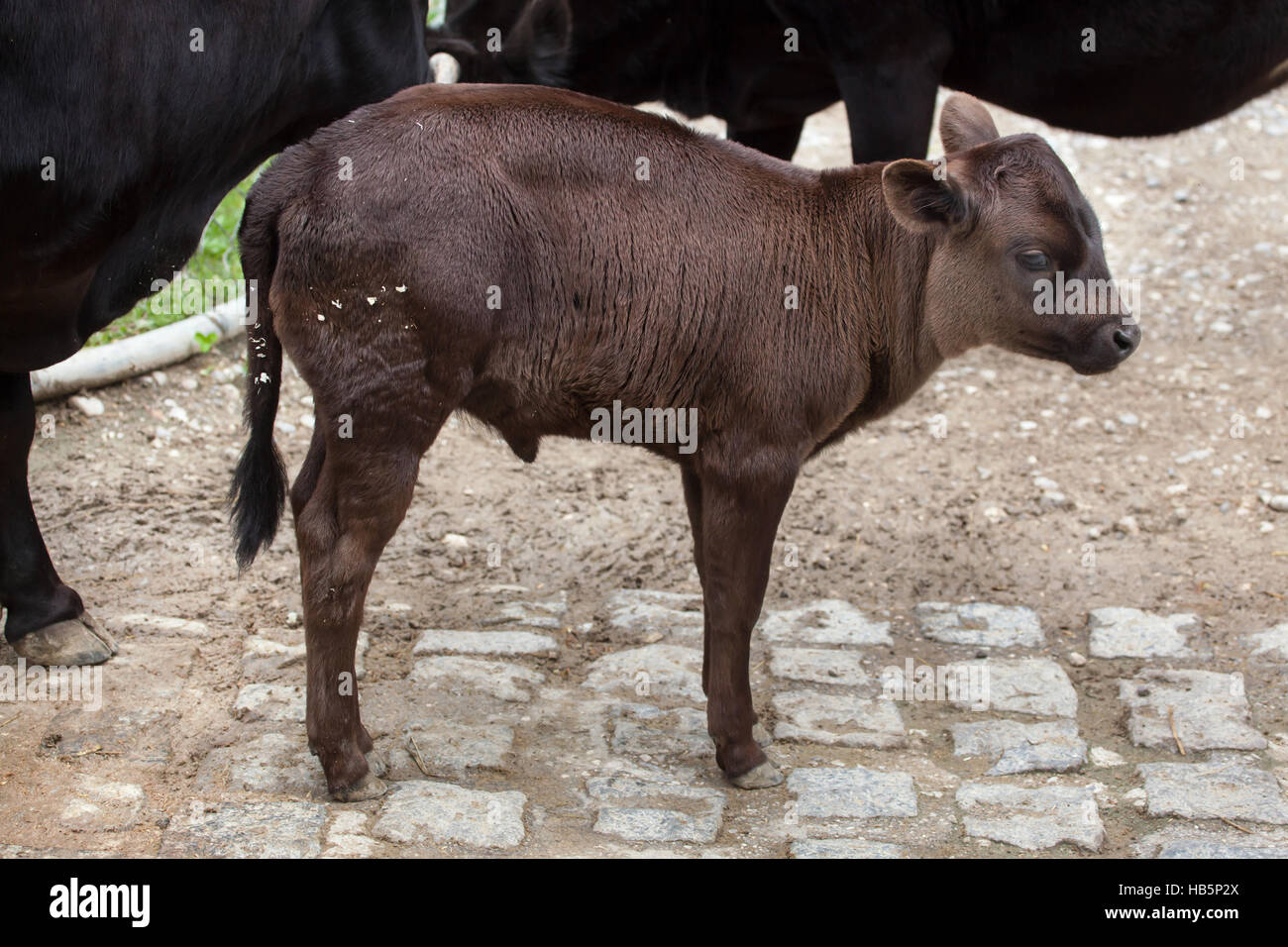 Dahomey dwarf cattle (Bos primigenius taurus). Bull calf Stock Photo ...