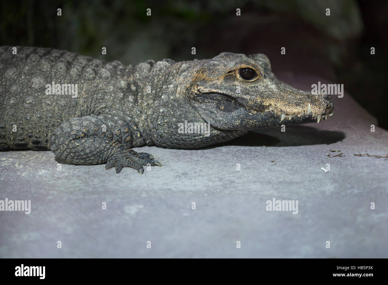 Dwarf crocodile (Osteolaemus tetraspis), also known as the African ...