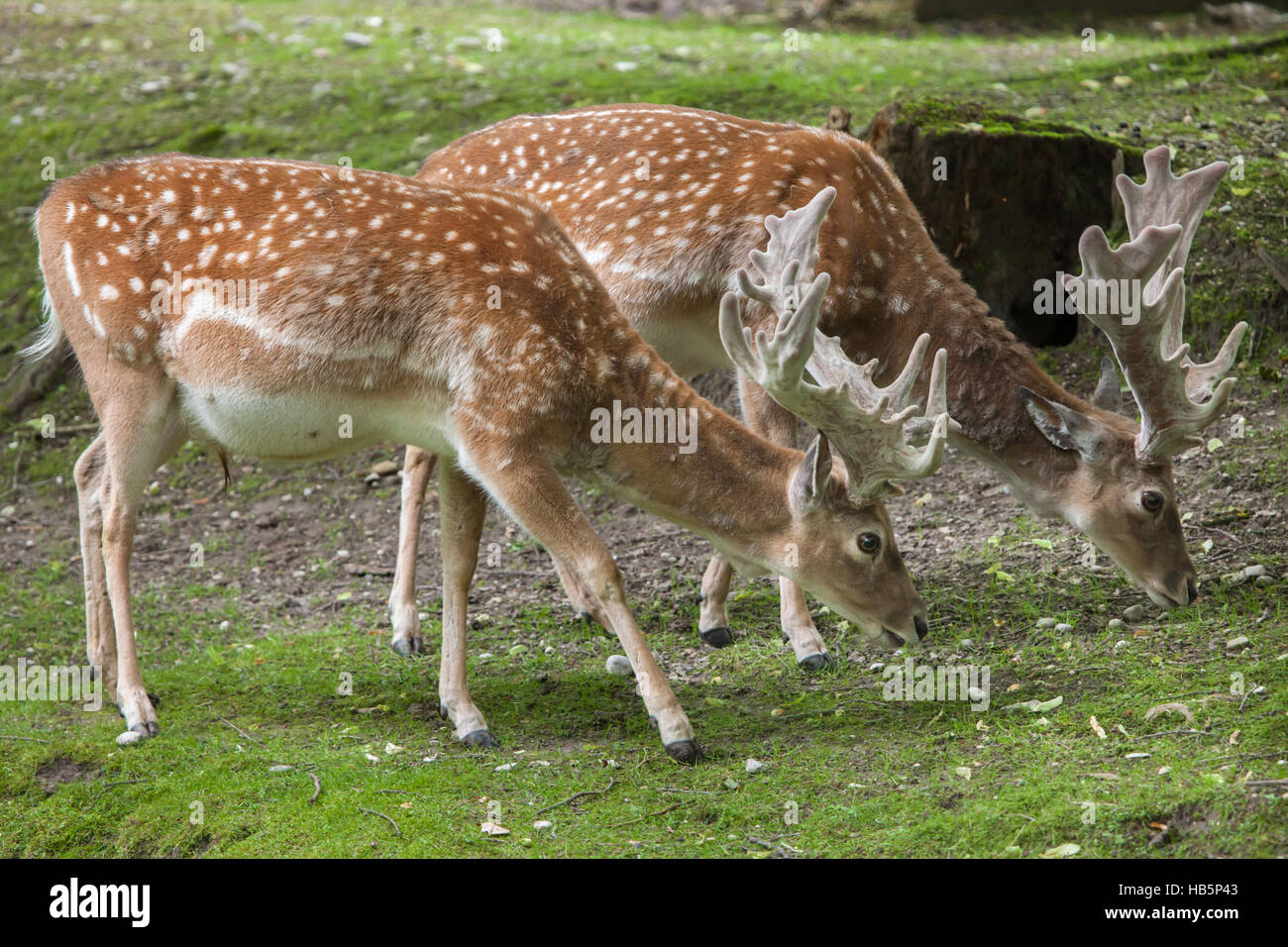 Persian fallow deer (Dama dama mesopotamica Stock Photo - Alamy