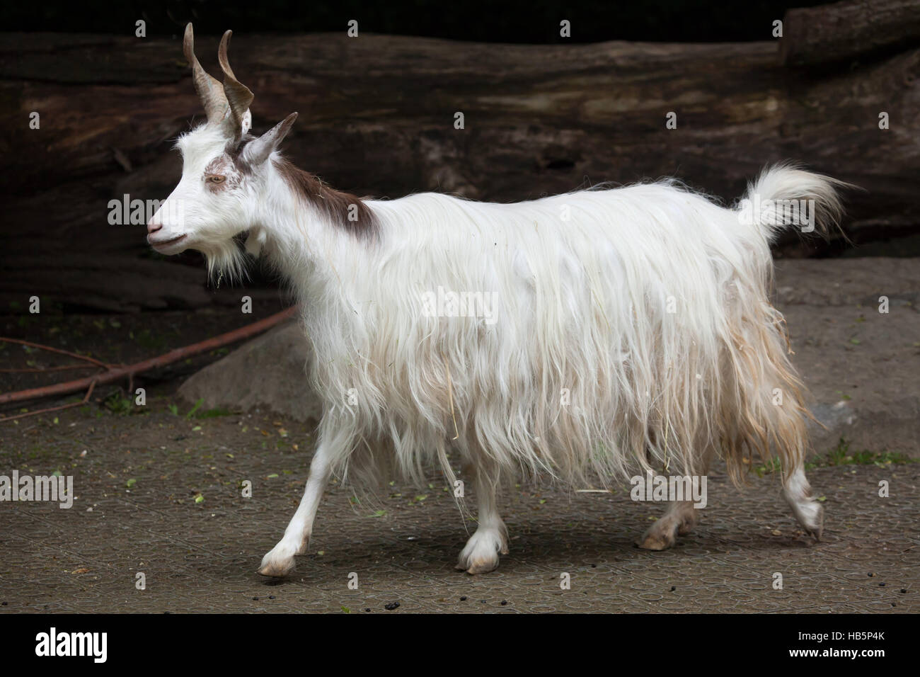 Girgentana goat (Capra aegagrus hircus Stock Photo - Alamy