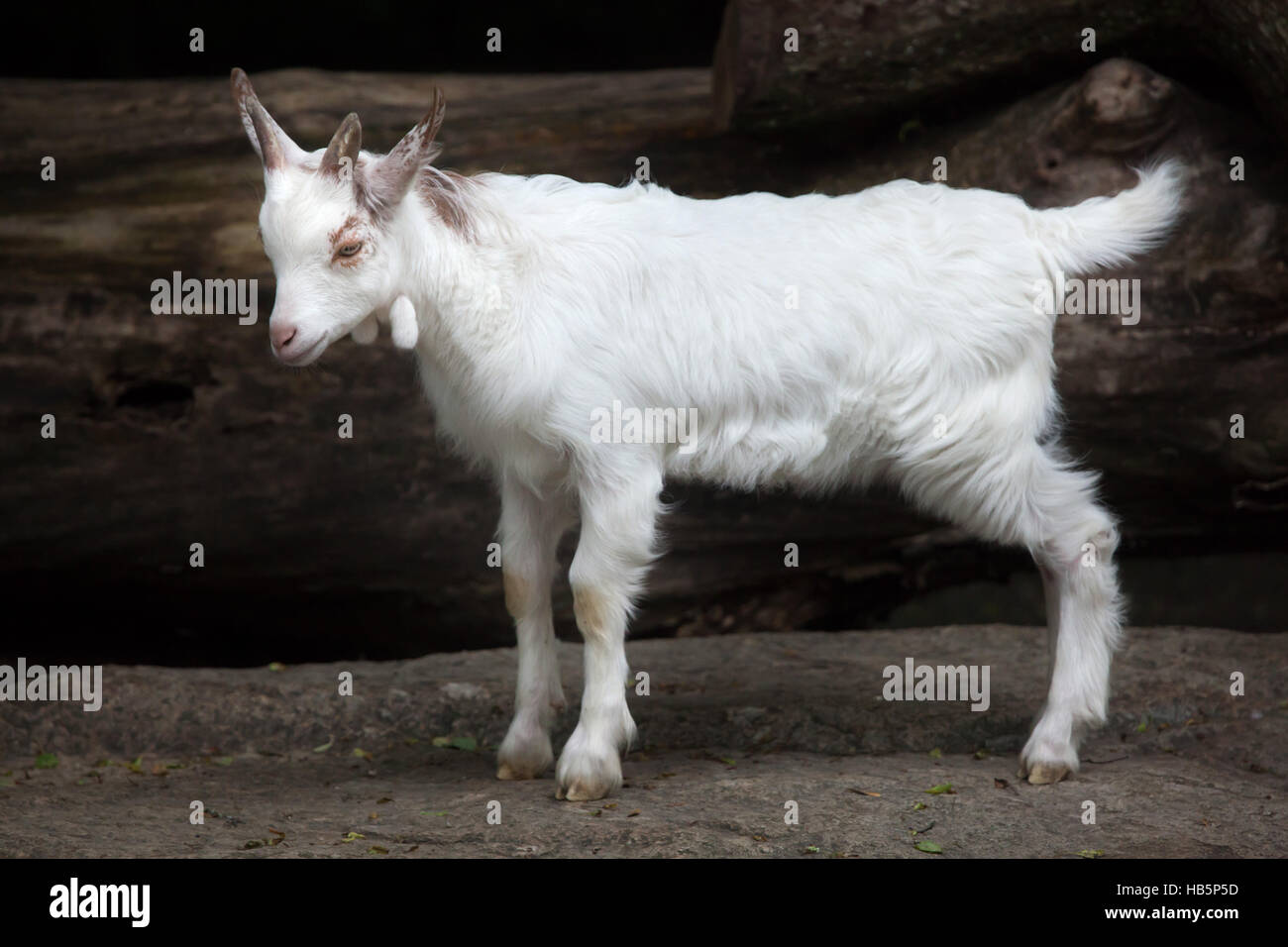 Girgentana goat (Capra aegagrus hircus Stock Photo - Alamy