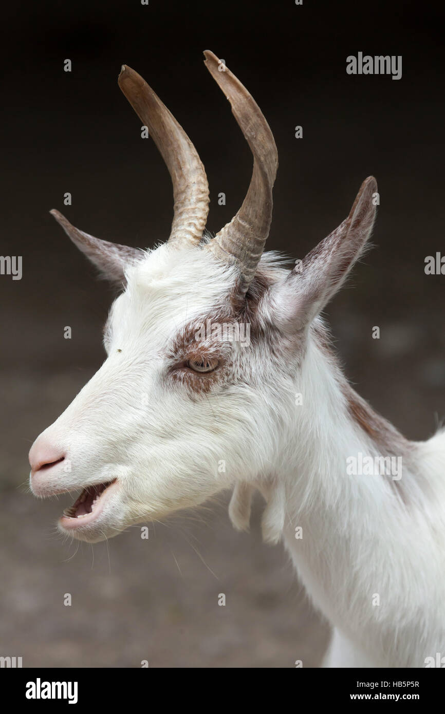 Girgentana goat (Capra aegagrus hircus Stock Photo - Alamy