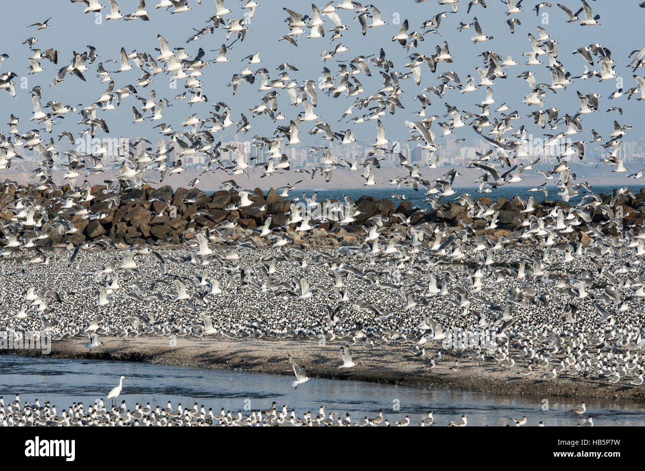 Flock of birds in La Punta, El Callao, Peru Stock Photo - Alamy