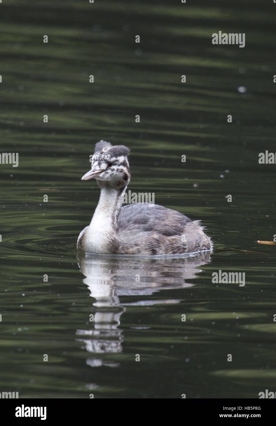 Great crested grebe Stock Photo - Alamy