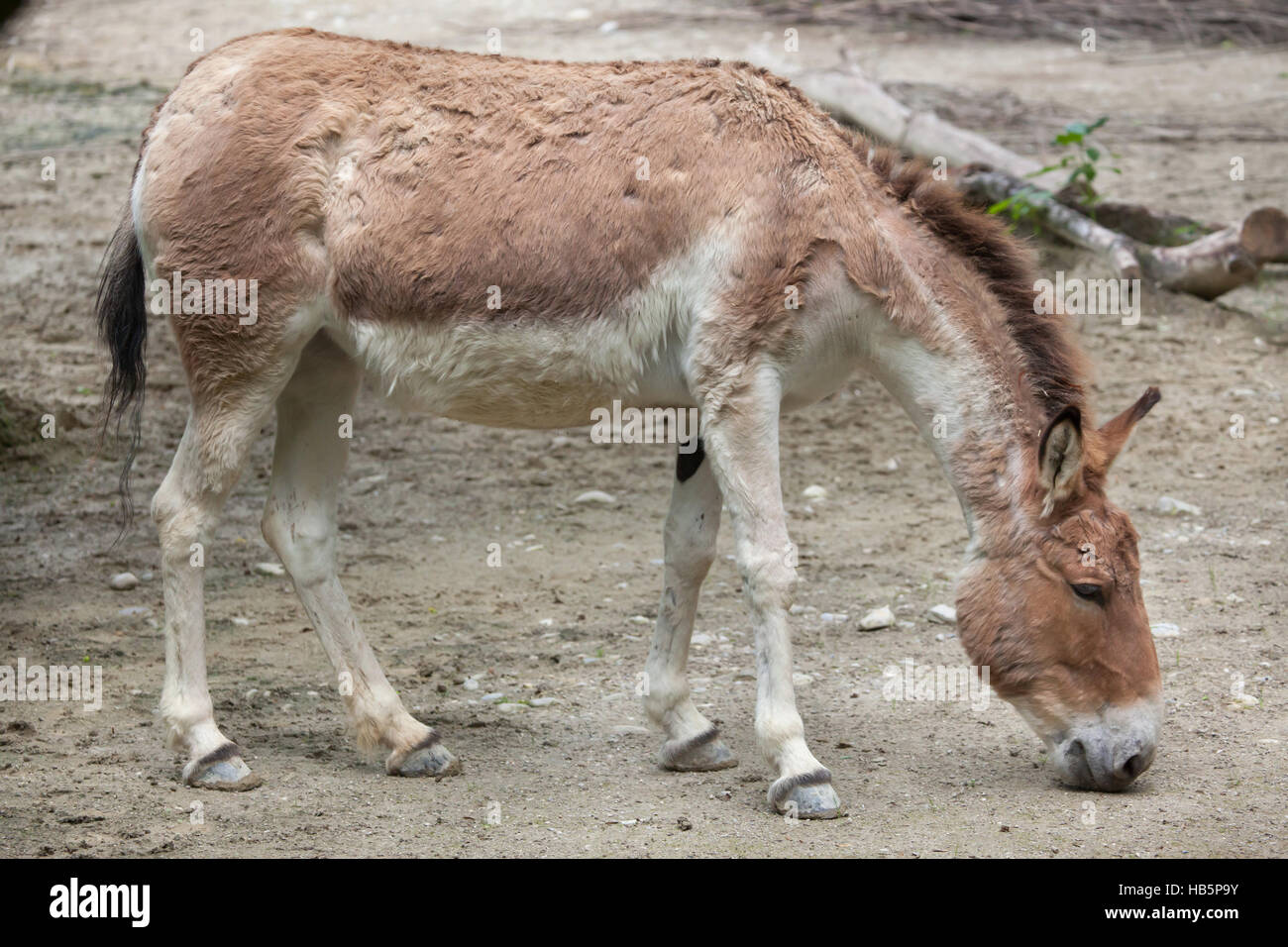 Eastern kiang (Equus kiang holdereri Stock Photo - Alamy