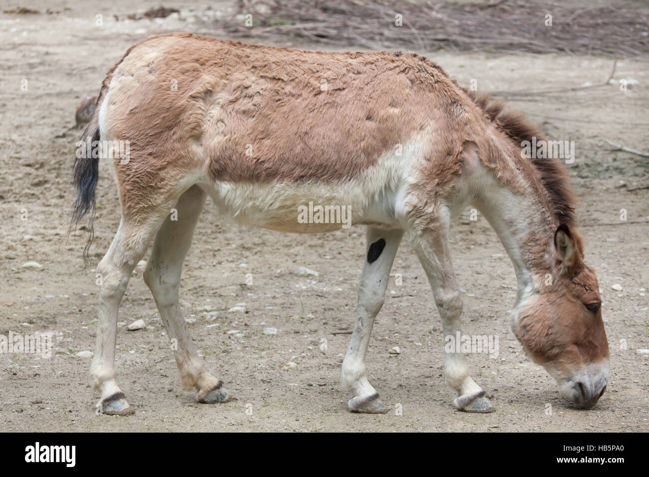 Eastern kiang (Equus kiang holdereri Stock Photo - Alamy