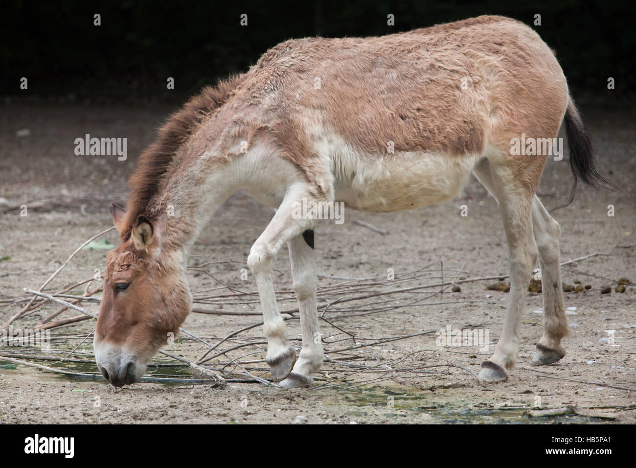 Eastern kiang (Equus kiang holdereri Stock Photo - Alamy