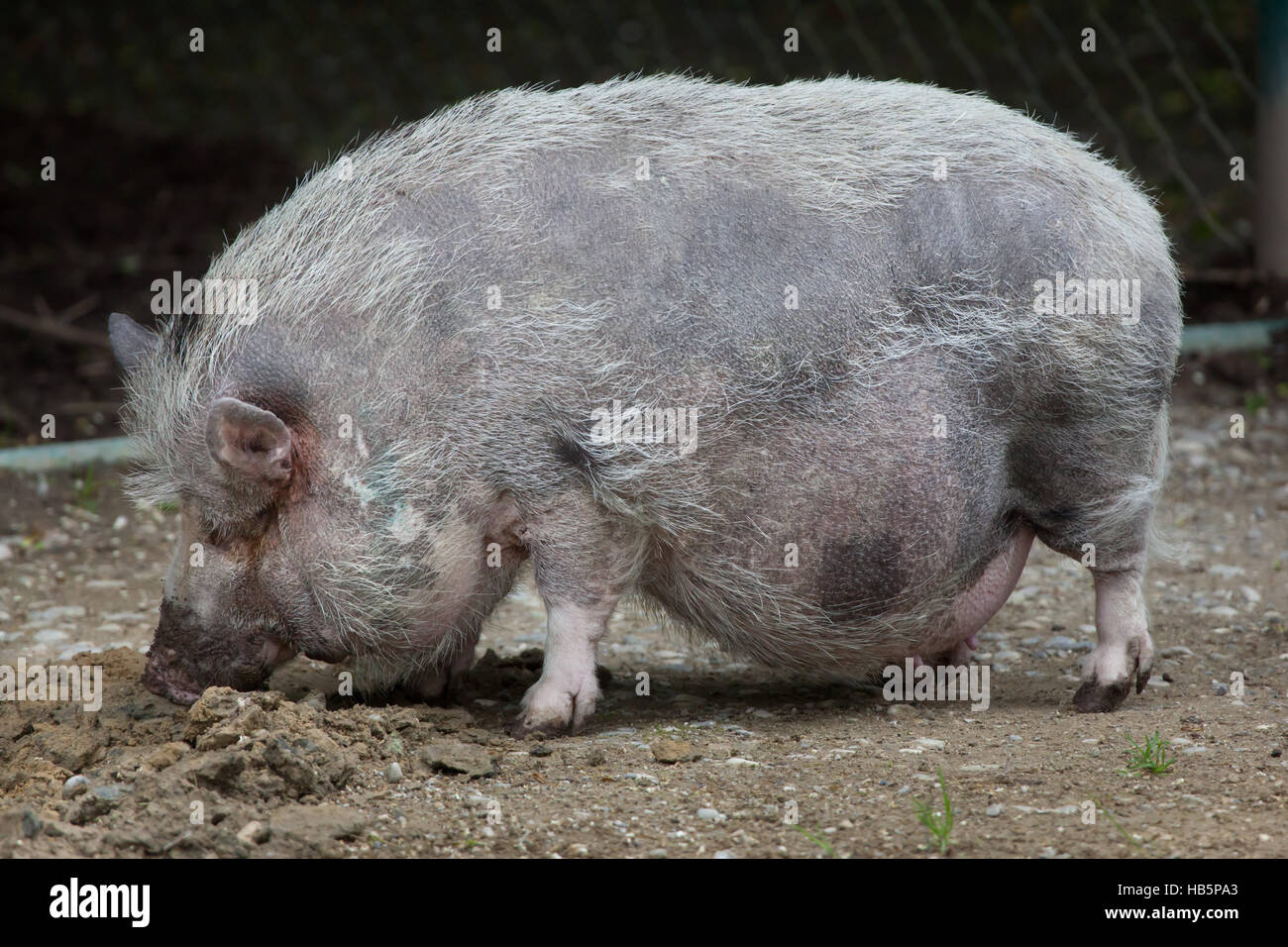 Domestic pig sus domesticus breed hi-res stock photography and images ...