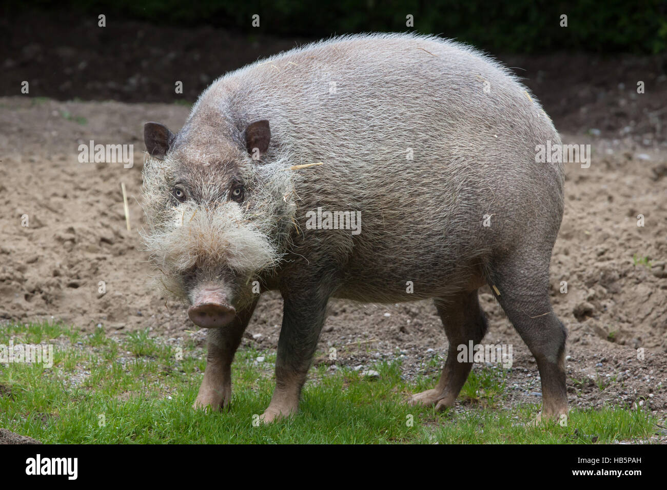 Bornean bearded pig (Sus barbatus), also known as the bearded pig Stock ...