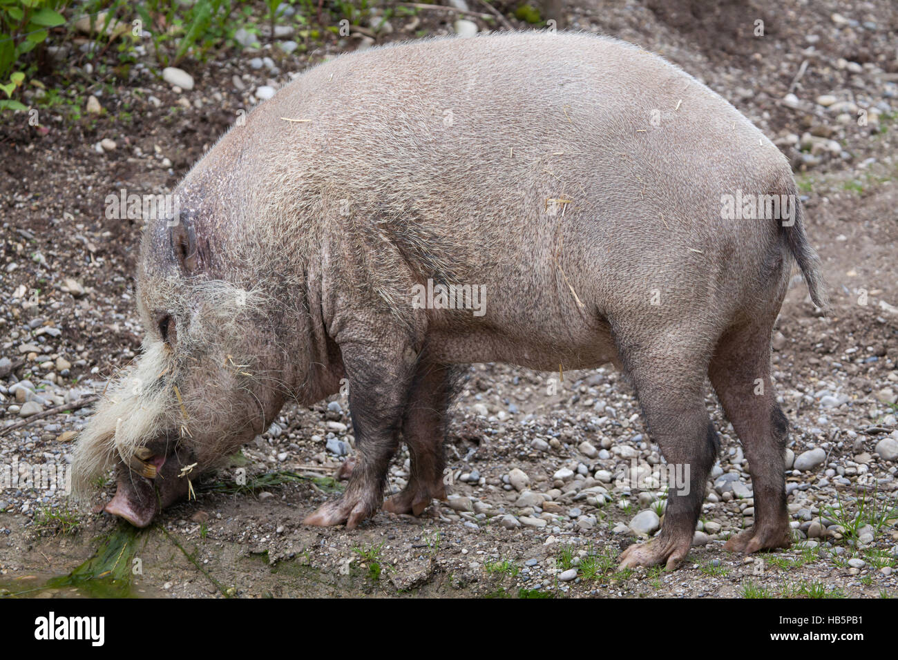 Bornean bearded pig (Sus barbatus), also known as the bearded pig Stock ...