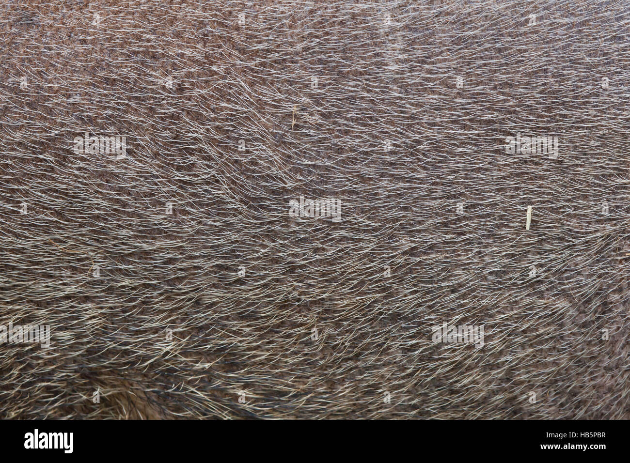 Pig skin hi-res stock photography and images - Alamy